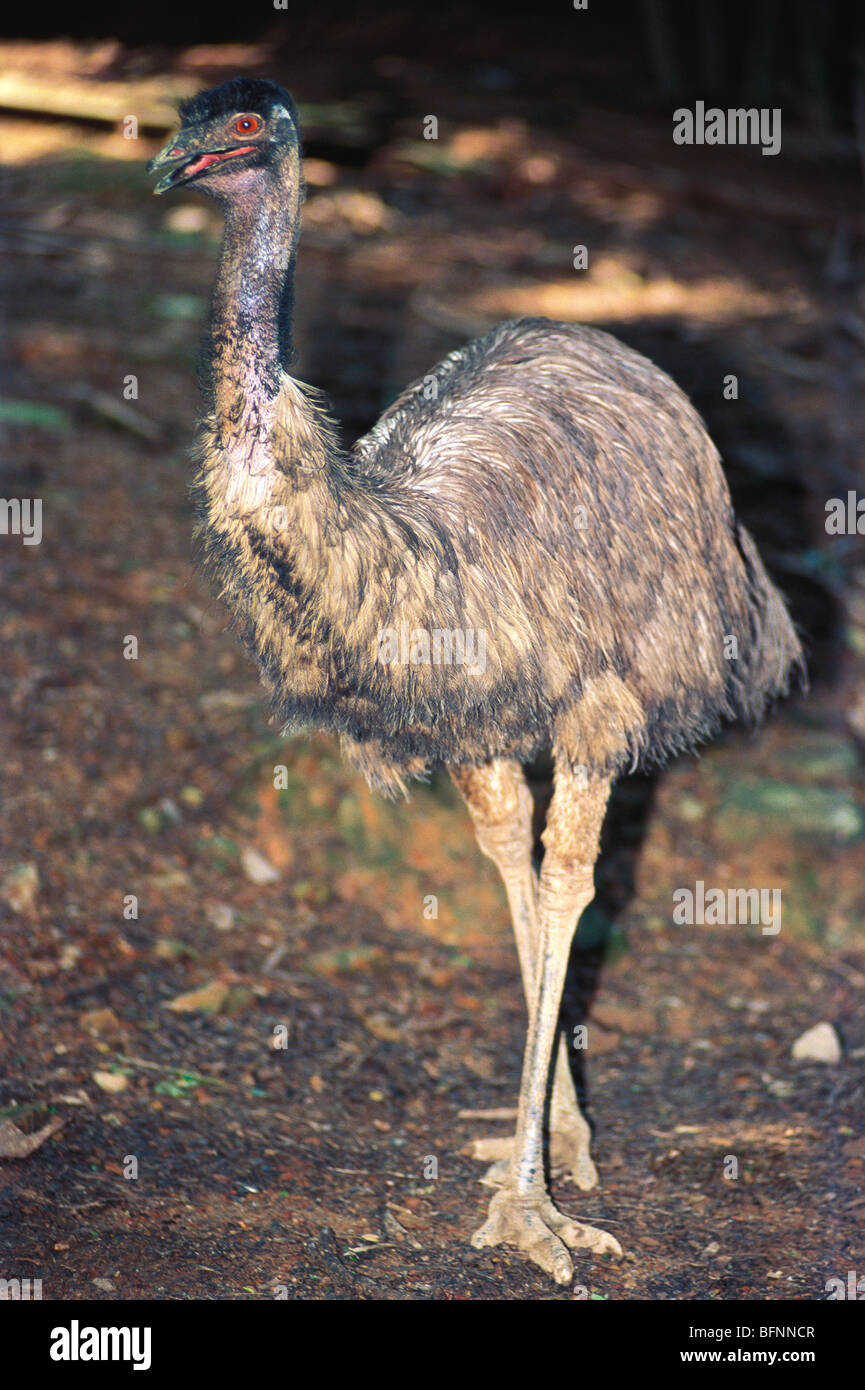 Emu ; Dromaius novaehollandiae ; Jurang Bird Park ; Singapore ; asia ...