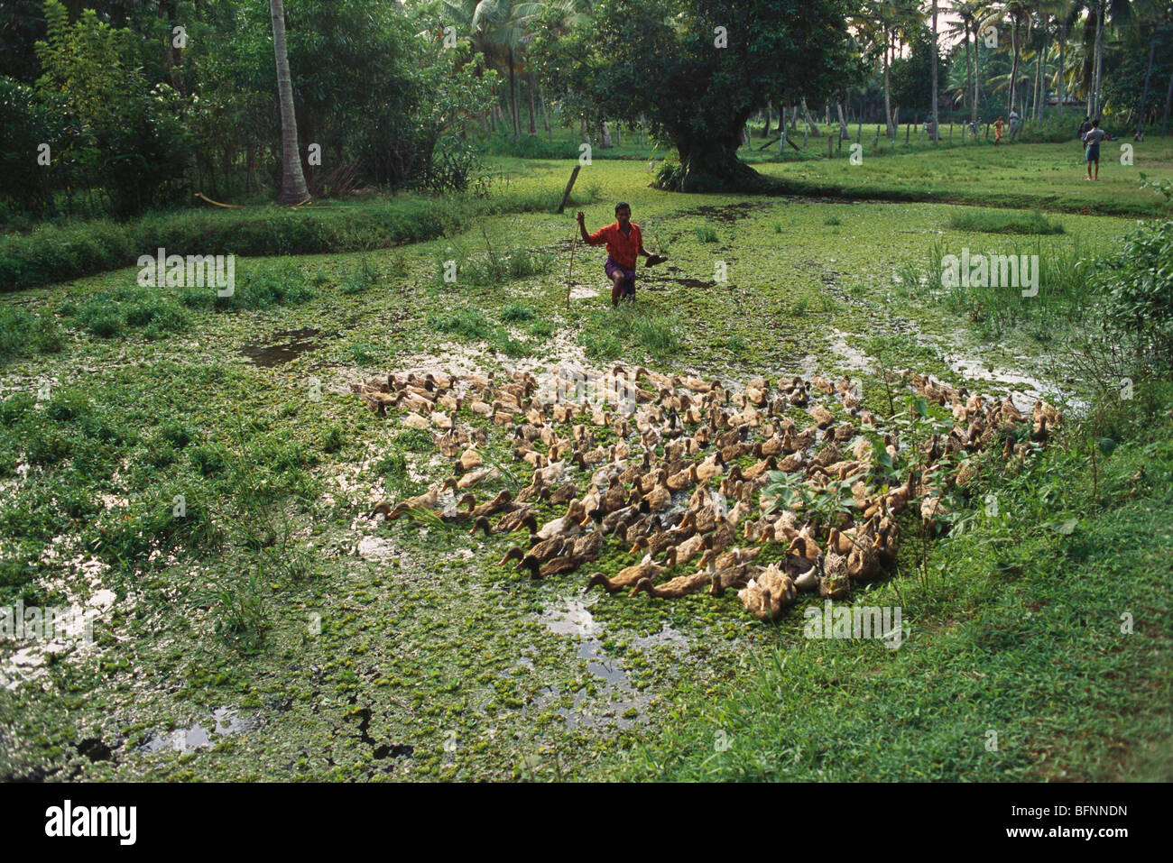 herding ducks ; Kuttanad ; Alappuzha ; Kottayam ; Pathanamthitta ...