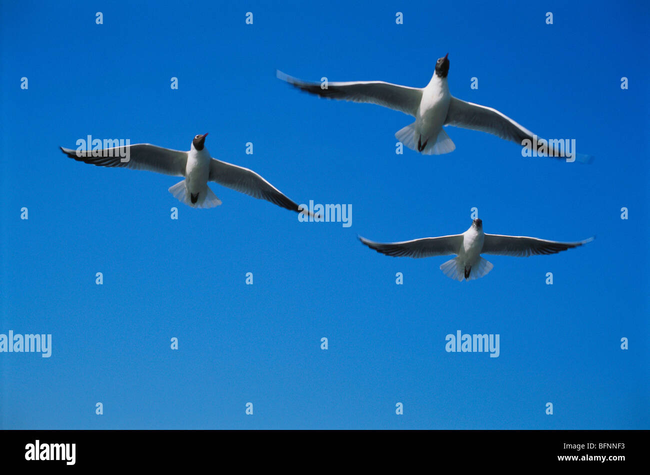 three seagulls flying ; Bombay ; Mumbai ; Maharashtra ; India ; asia ...
