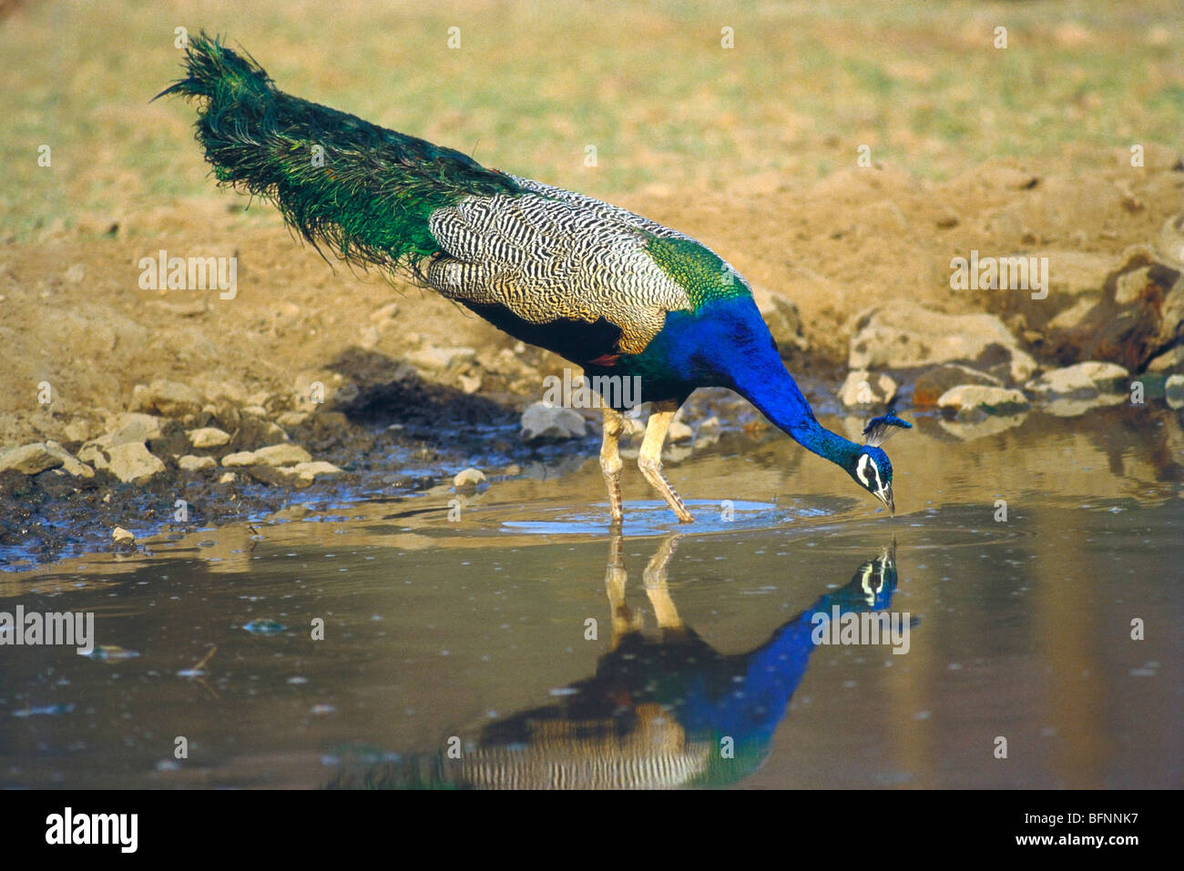 SNA 60132 : Birds ; common peafowl Pavo Cristatus peacock drinking ...