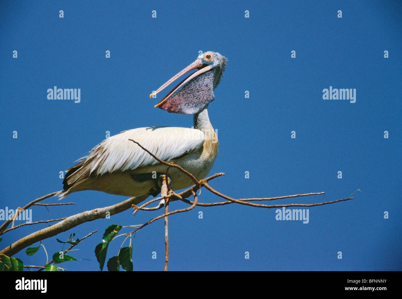Spot billed pelican ; Pelecanus philippensis ; grey pelican ; sitting ...