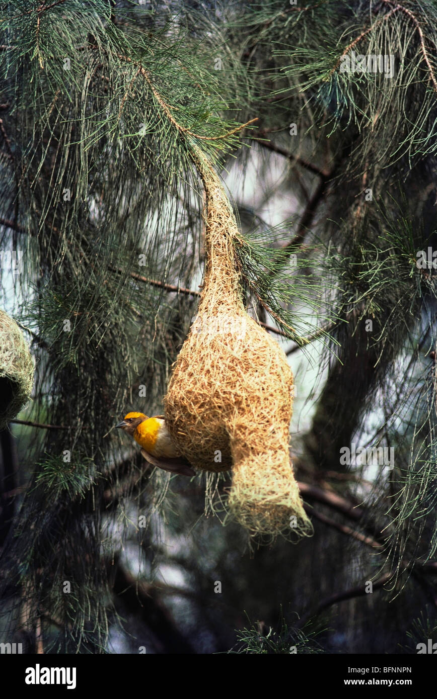 baya weaver bird with nest Stock Photo - Alamy