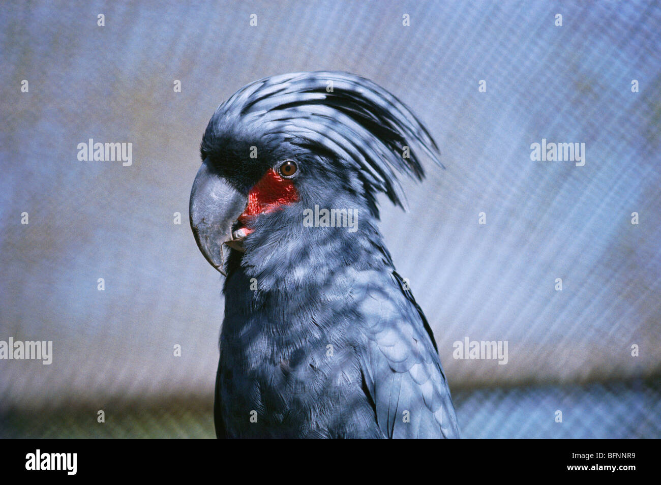 Bird cockatoo hi-res stock photography and images - Alamy