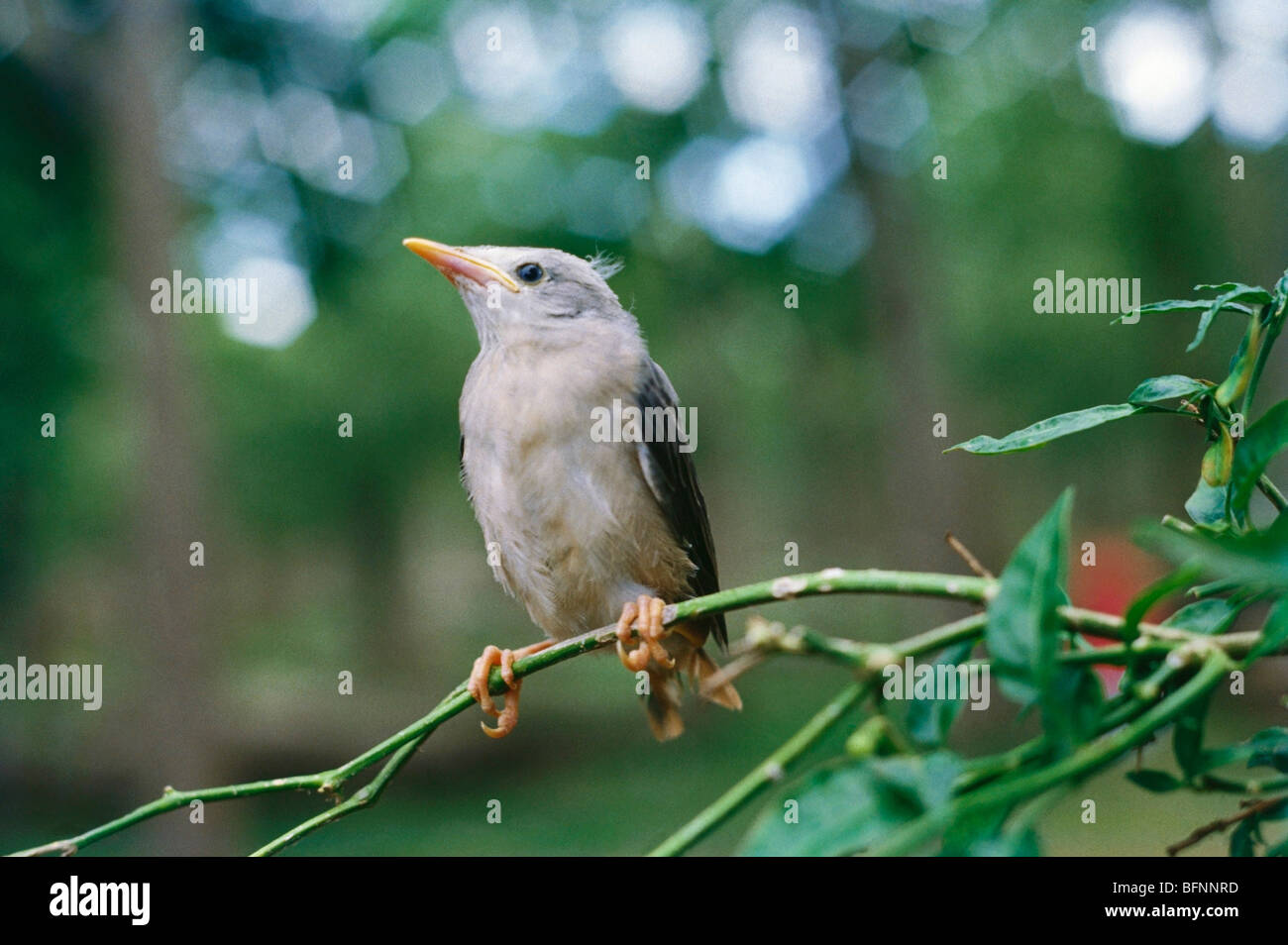 chestnut tailed starling ; grey headed myna ; Sturnia malabarica ...