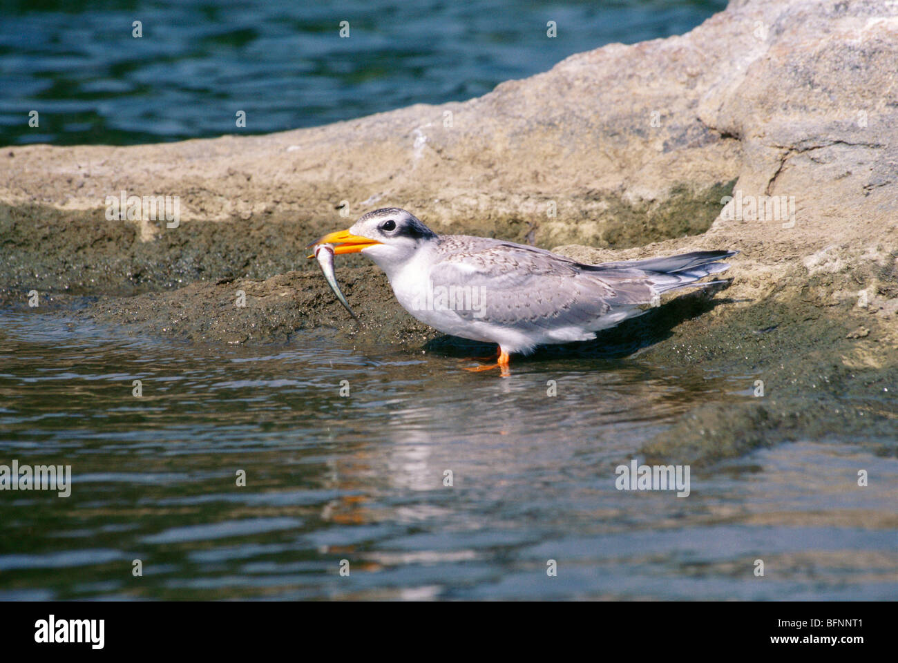 Bird , River Tern with feed , Sterna aurantia , Ranganathitoo Bird ...