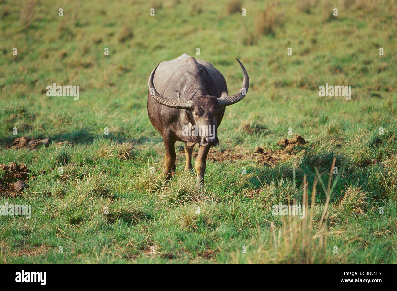 wild water buffalo ; Bubalus arnee ; Asian buffalo ; Asiatic buffalo ...