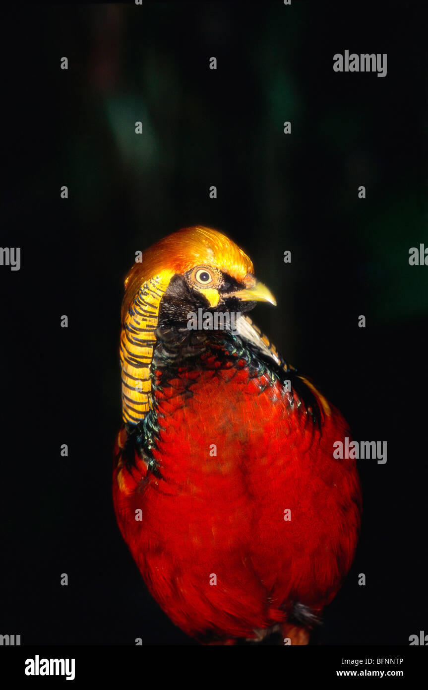 Golden pheasant ; male ; Chrysolophus pictus ; Chinese pheasant ...