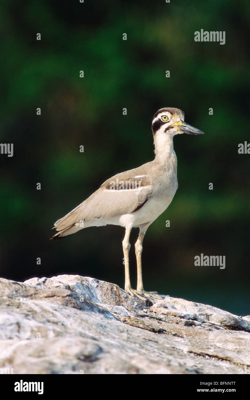 Indian stone curlew india hi-res stock photography and images - Alamy