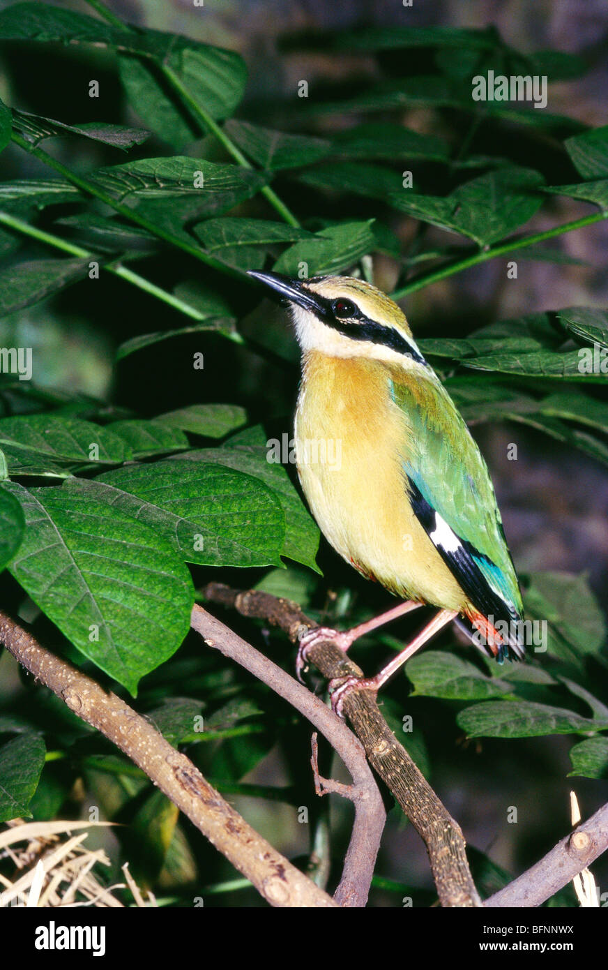 Indian Pitta ; Pitta Brachyura ; sitting on tree Stock Photo - Alamy