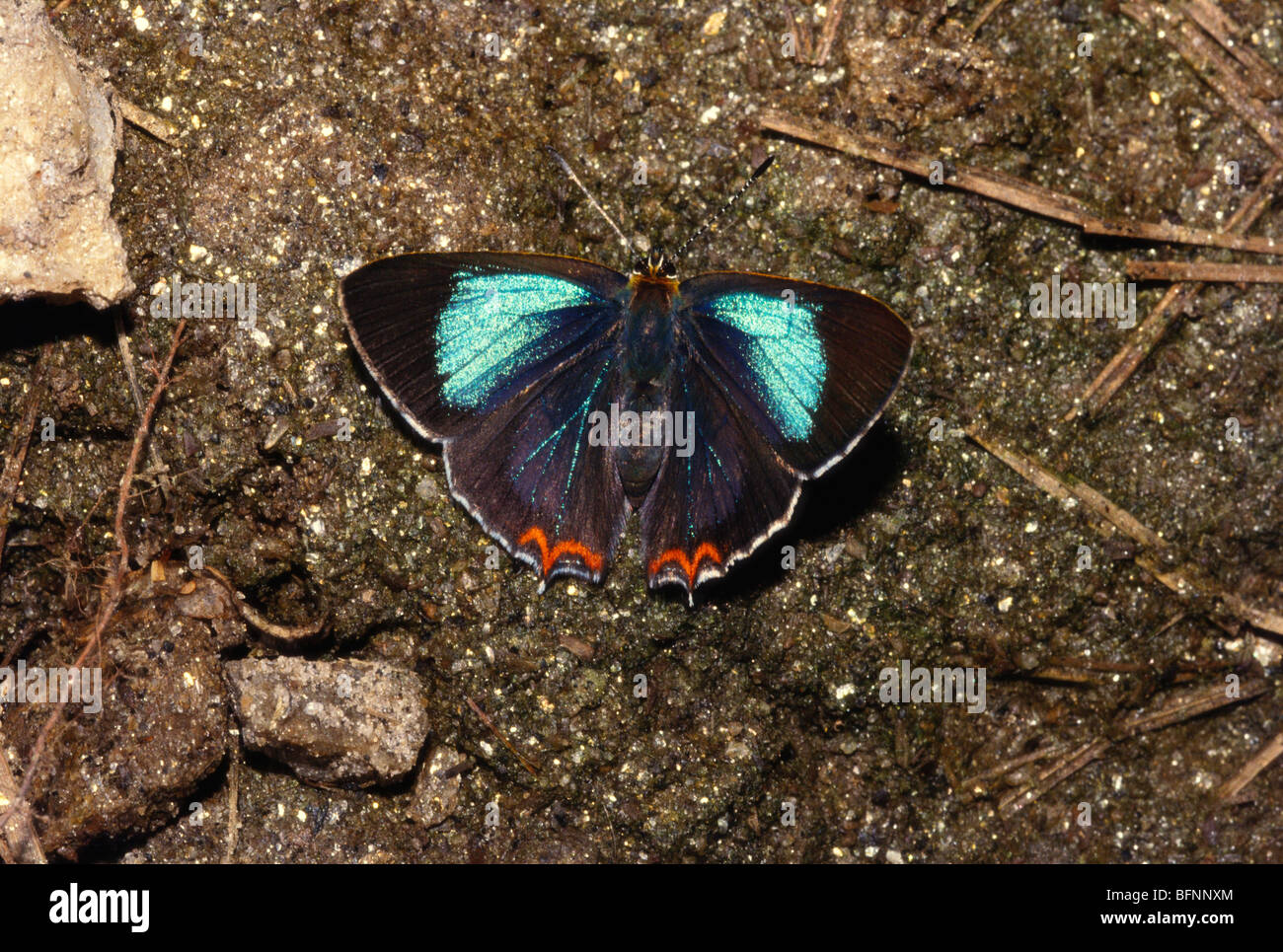 IKA 60229 : Insects ; butterfly Himalayan azure sapphire blues ...