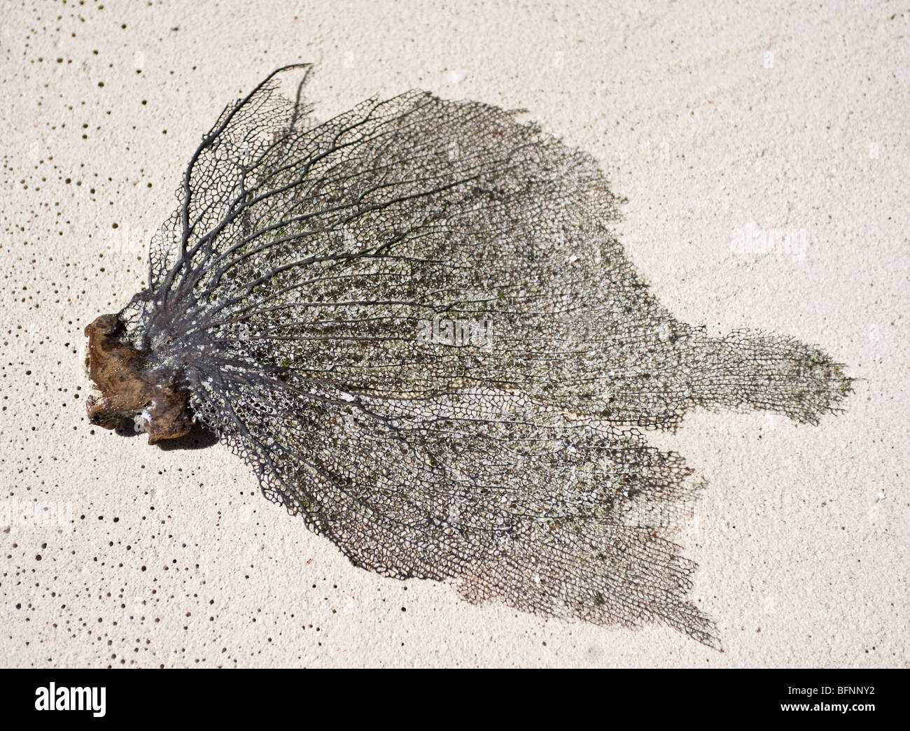 Washed up coral hi-res stock photography and images - Alamy