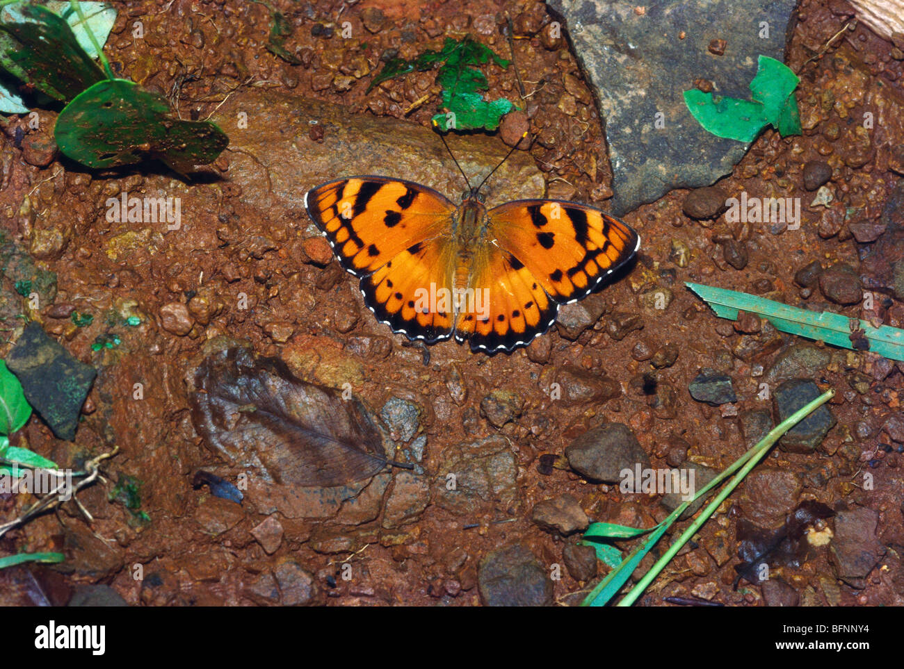 Baronet butterfly hi-res stock photography and images - Alamy