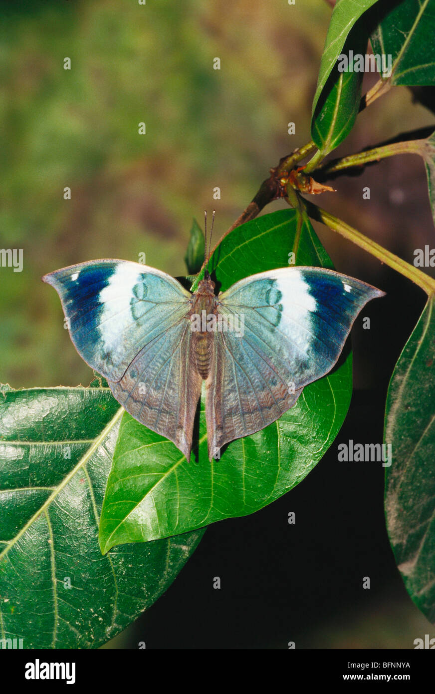 Blue oakleaf butterfly hi-res stock photography and images - Alamy