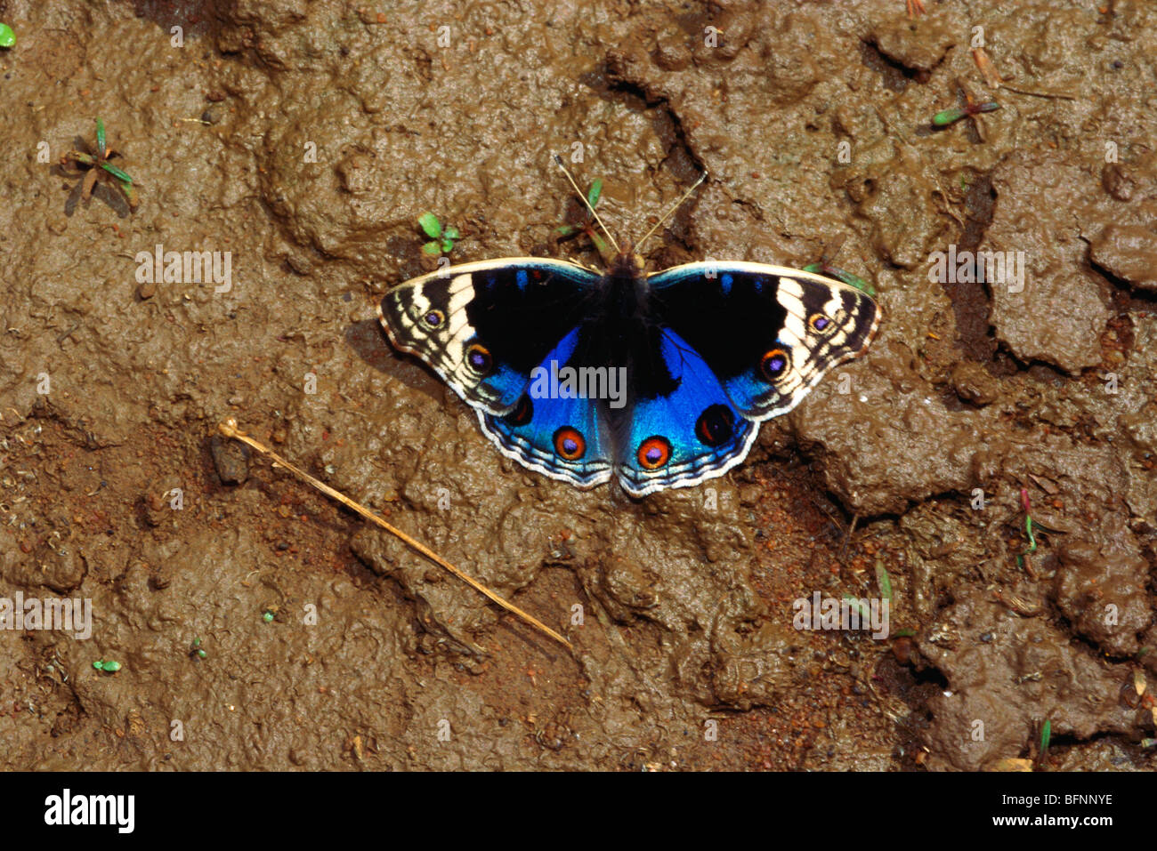 Blue pansy butterfly precis orithya hi-res stock photography and images ...