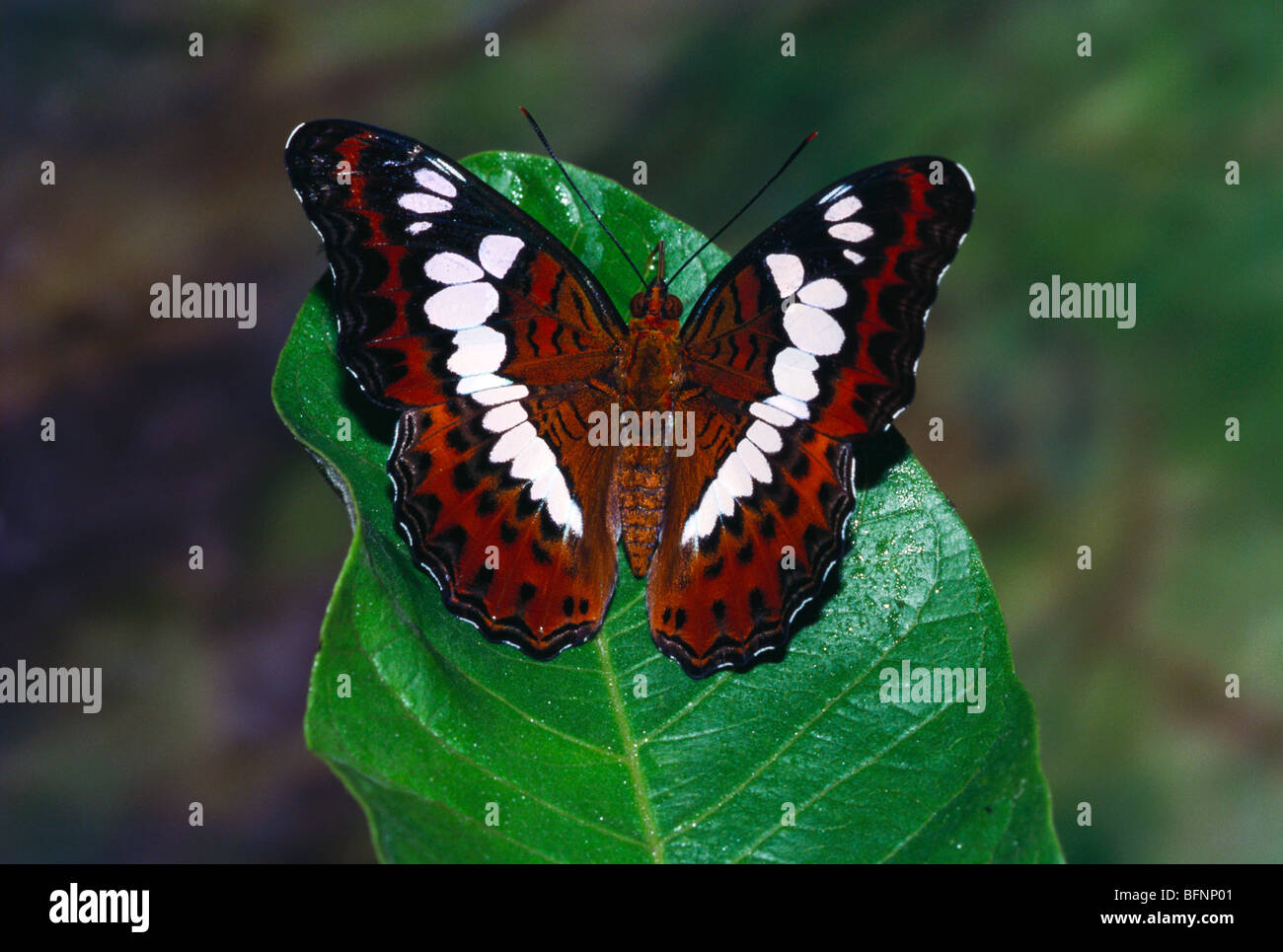 Indian butterfly ; commander ; Moduza Procris ; on green leaf Stock ...