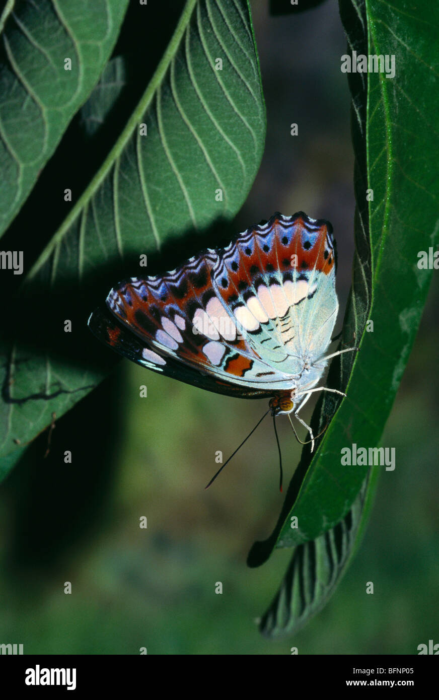 Indian butterfly ; commander ; Moduza Procris ; on green leaf Stock ...