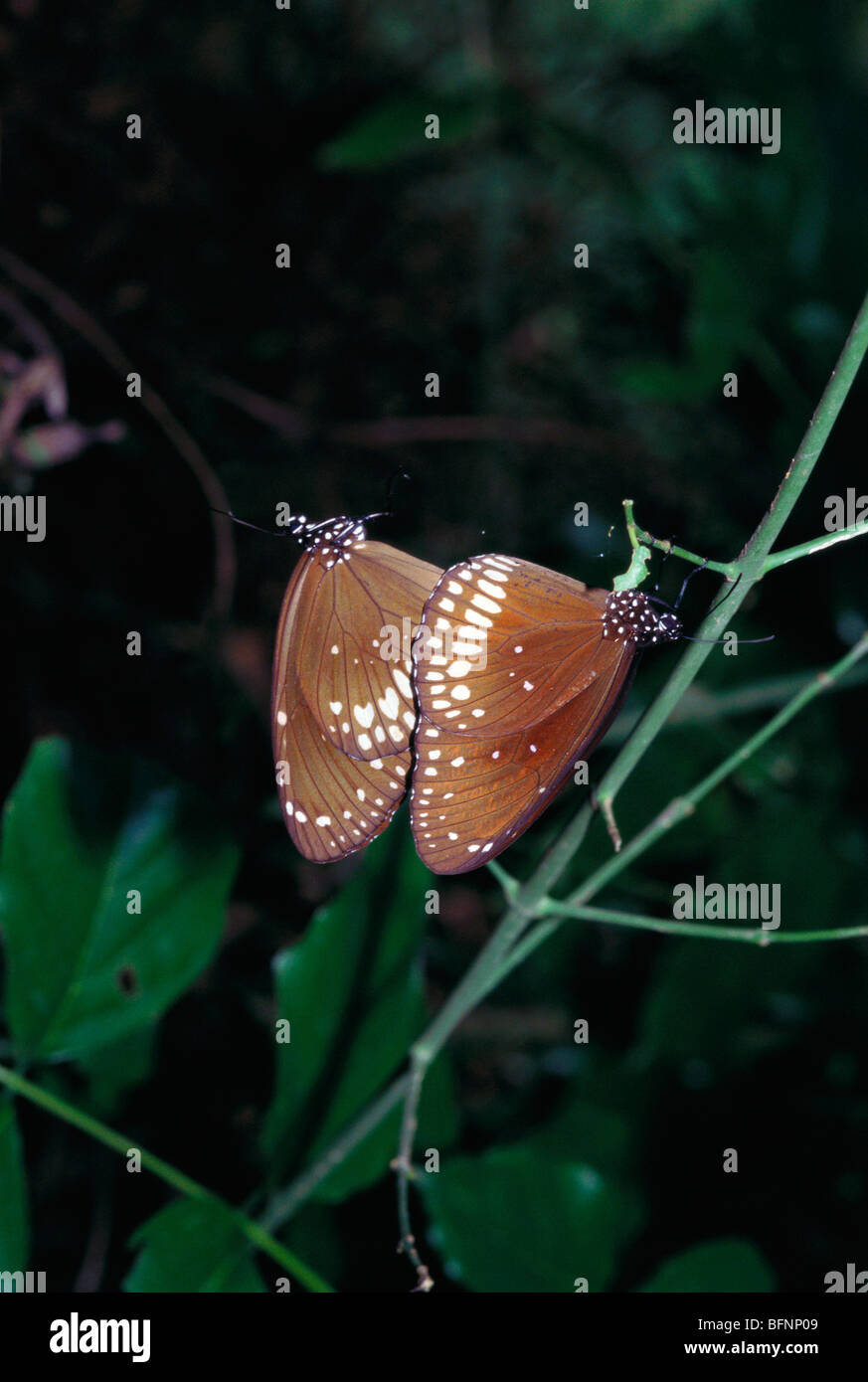 butterflies ; common crow ; mating ; common Indian crow ; Euploea core ...