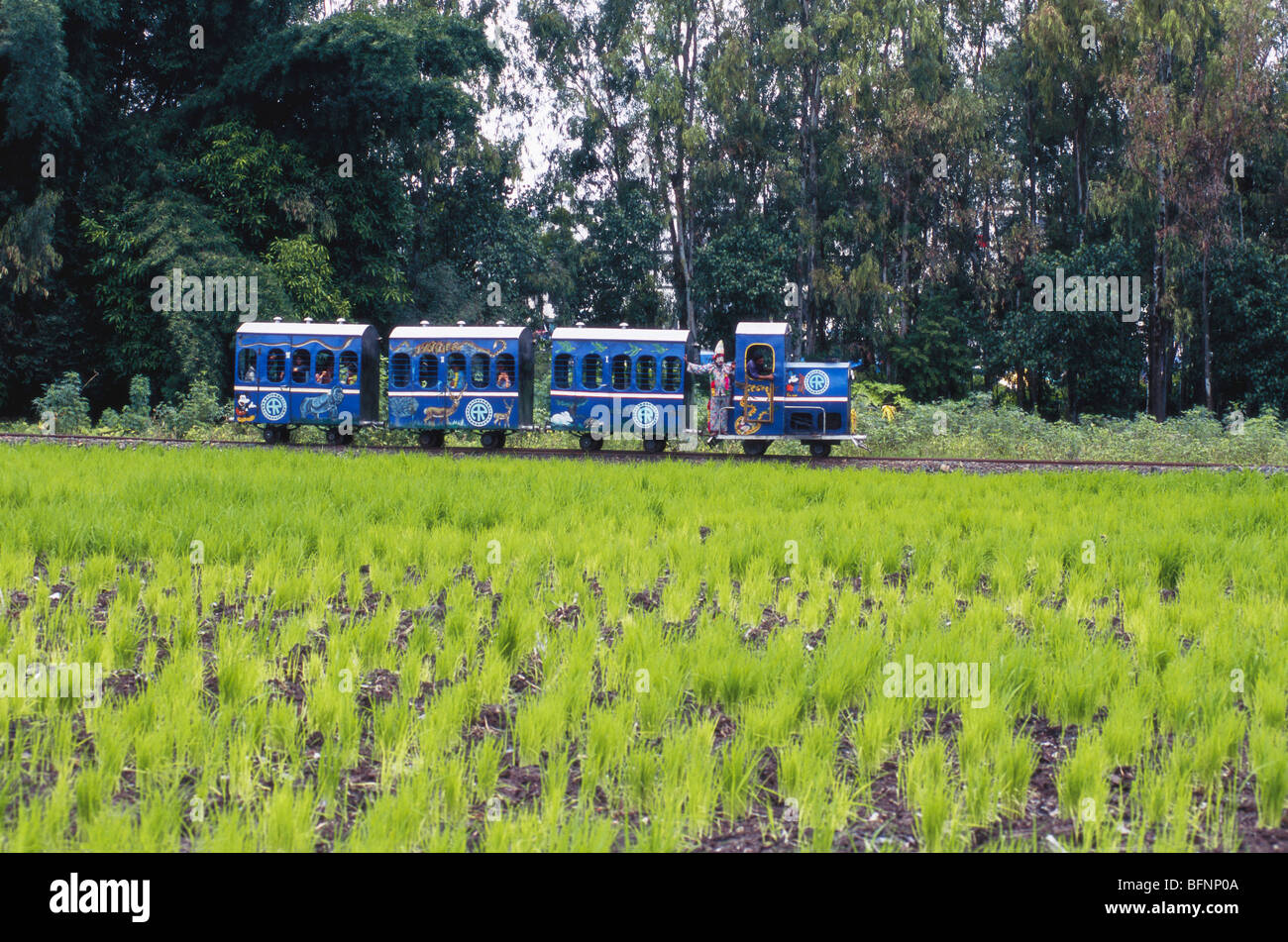 Mini toy train near rice field ; Pune ; Maharashtra ; India ; asia ...