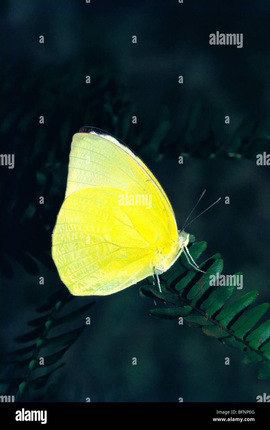 Indian common emigrant hi-res stock photography and images - Alamy