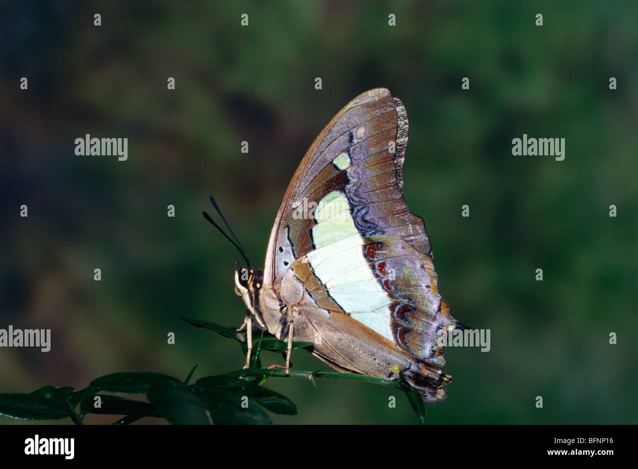 butterfly ; Indian common nawab ; eriboea fabius ; Polyura athamas ...