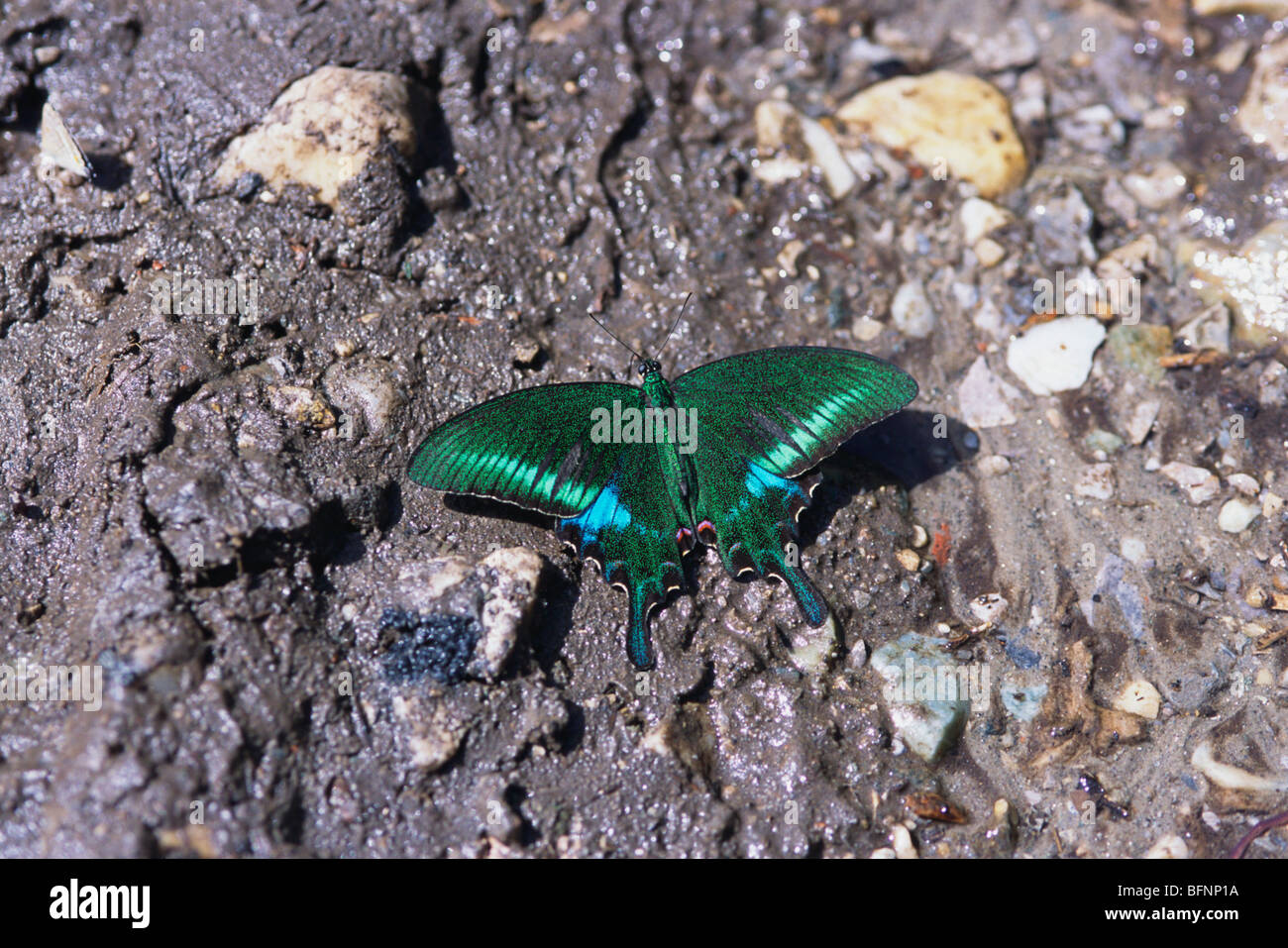 butterfly ; swallowtail ; common peacock ; papilio ; Papilio crino ...