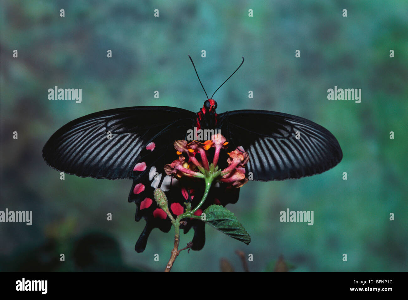 butterfly ; Indian common rose ; pachiopta aristolochiac ; on flower ...