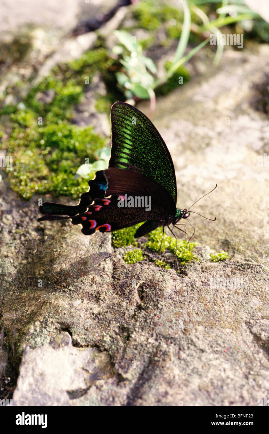 butterfly ; Himalayan ; paris peacock ; papilio paris ; swallowtail ...