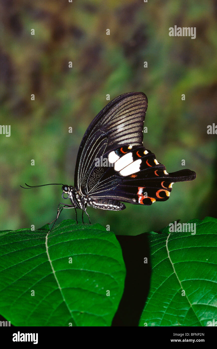 Himalaya butterfly ; swallowtail ; red helen ; papilio helenus Stock ...