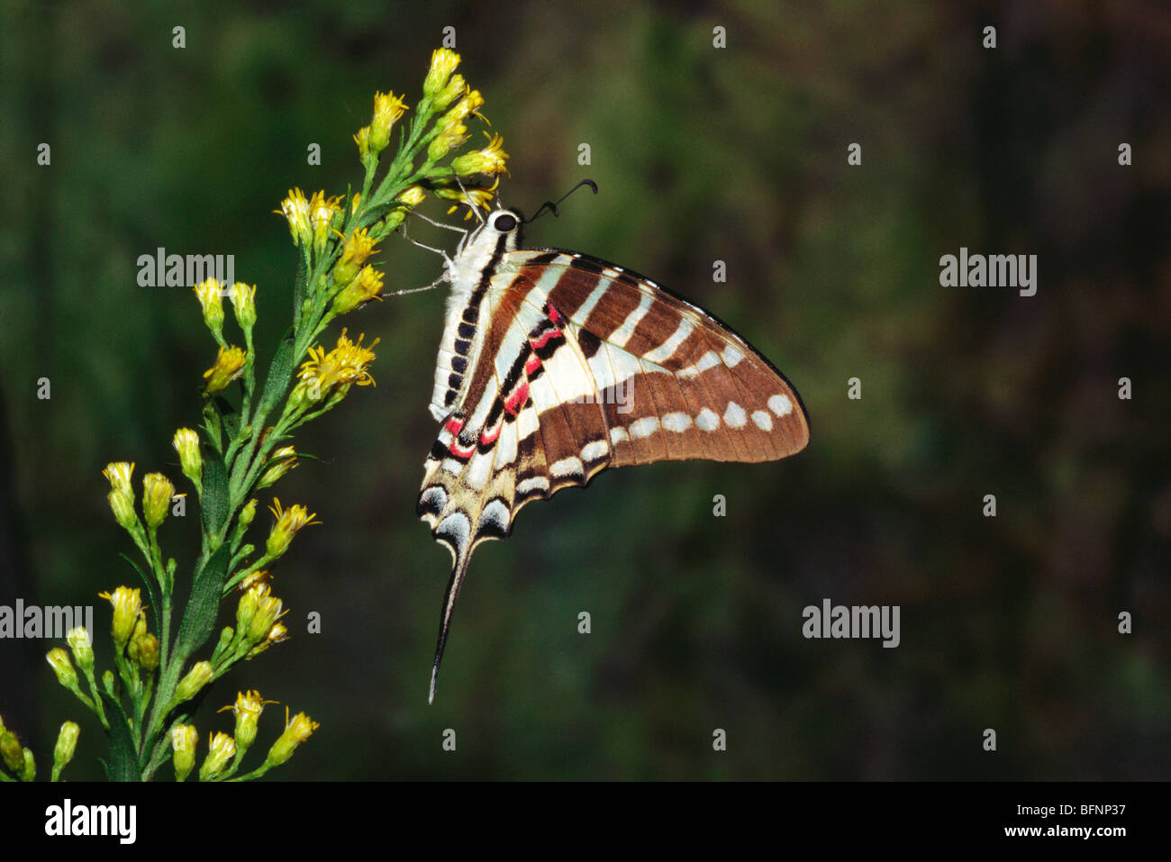 Spot swordtail butterfly hi-res stock photography and images - Alamy