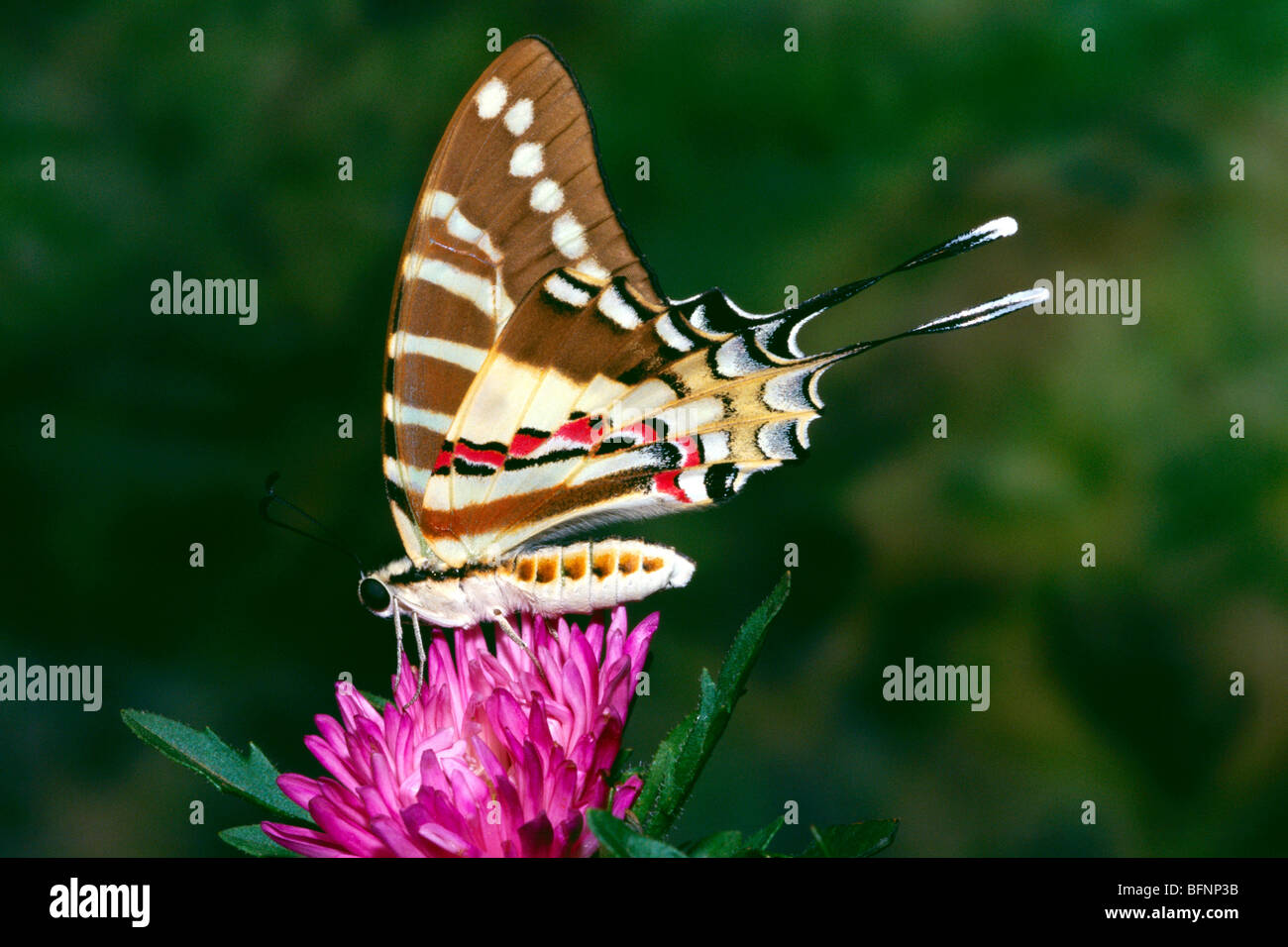 Pathysa nomius hi-res stock photography and images - Alamy