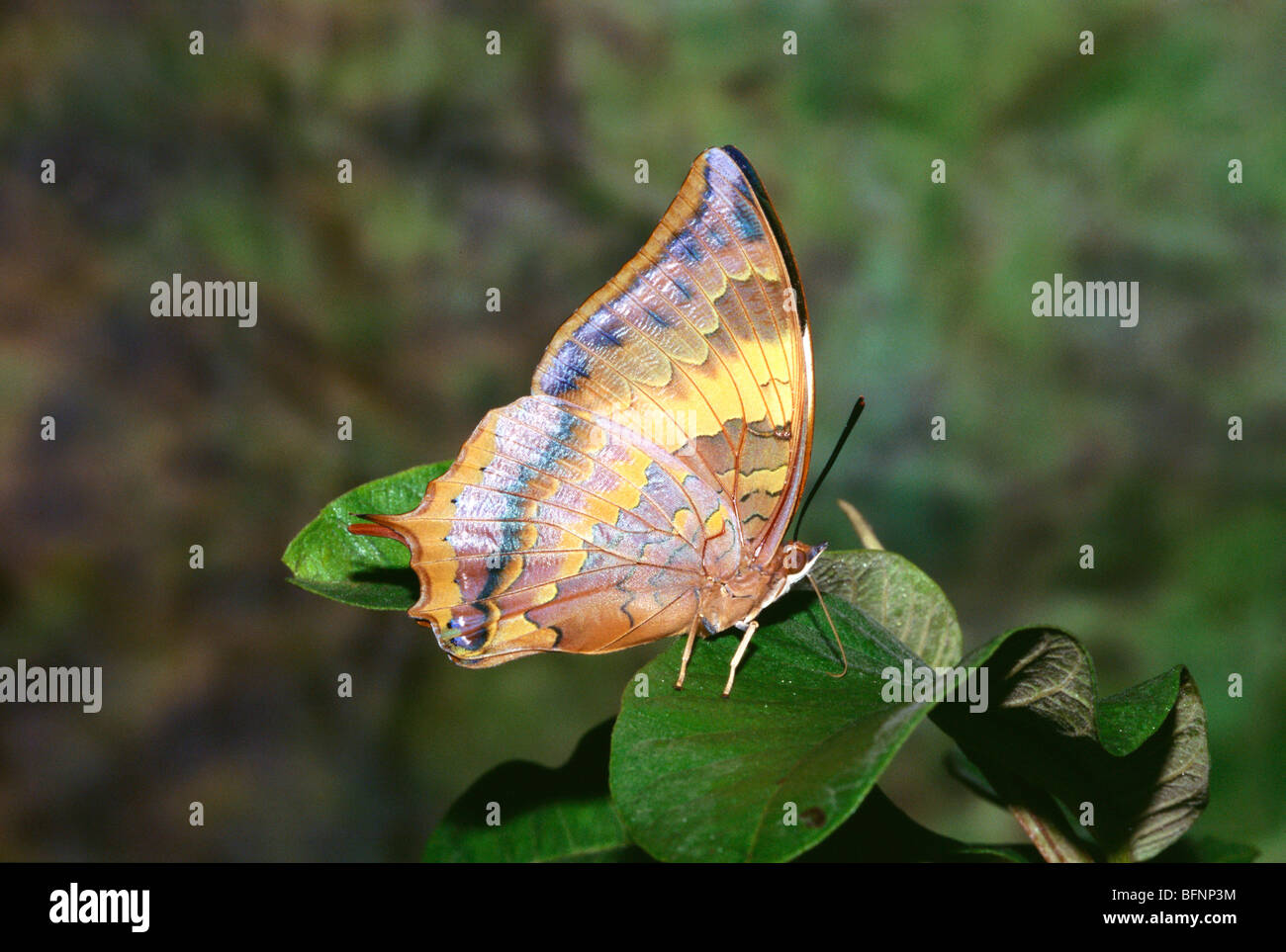 butterfly ; Indian tawny rajah on green leaf ; Charaxes psaphon, plain ...