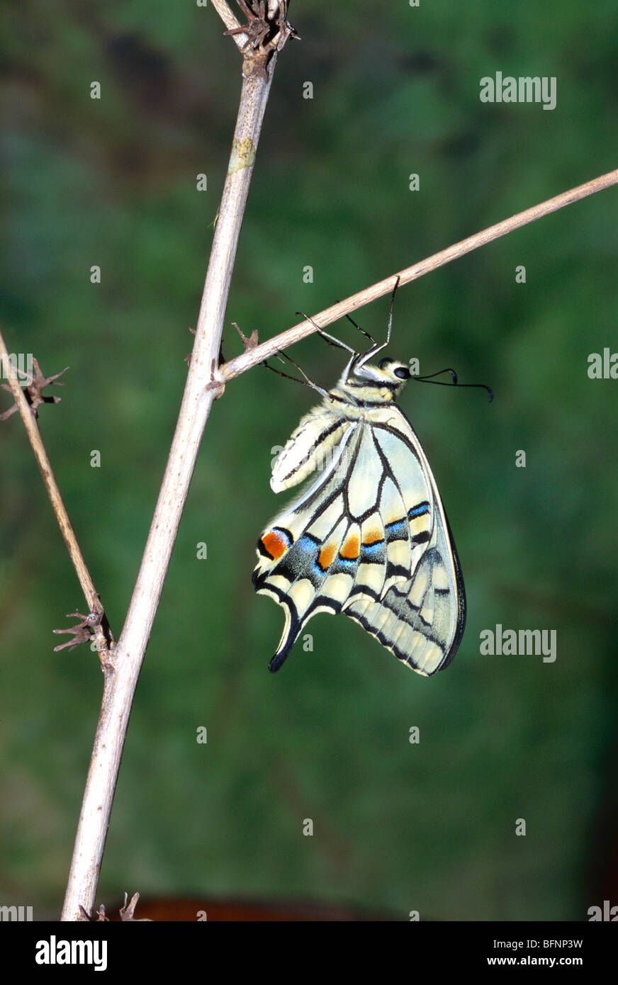 Himalayan swallowtail hi-res stock photography and images - Alamy