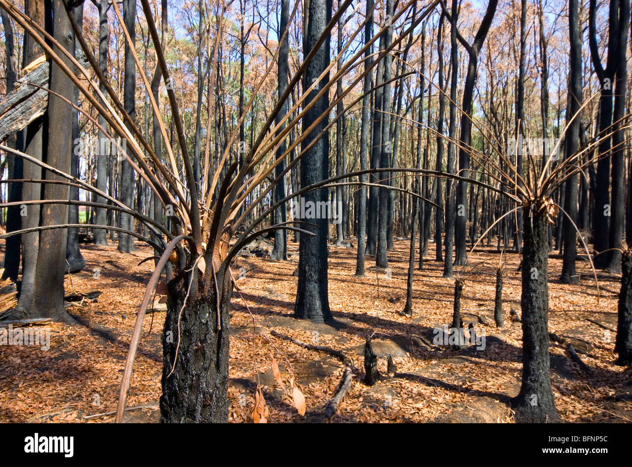 The bare stalks of tree ferns rise into a silent forest after a fire ...