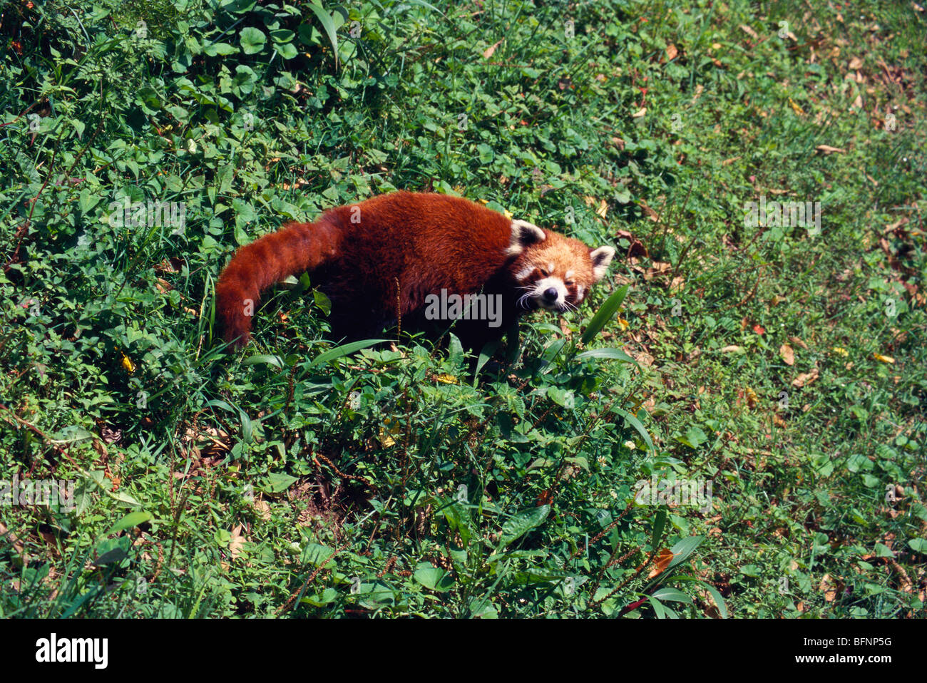 Red Panda ; North East India Stock Photo - Alamy