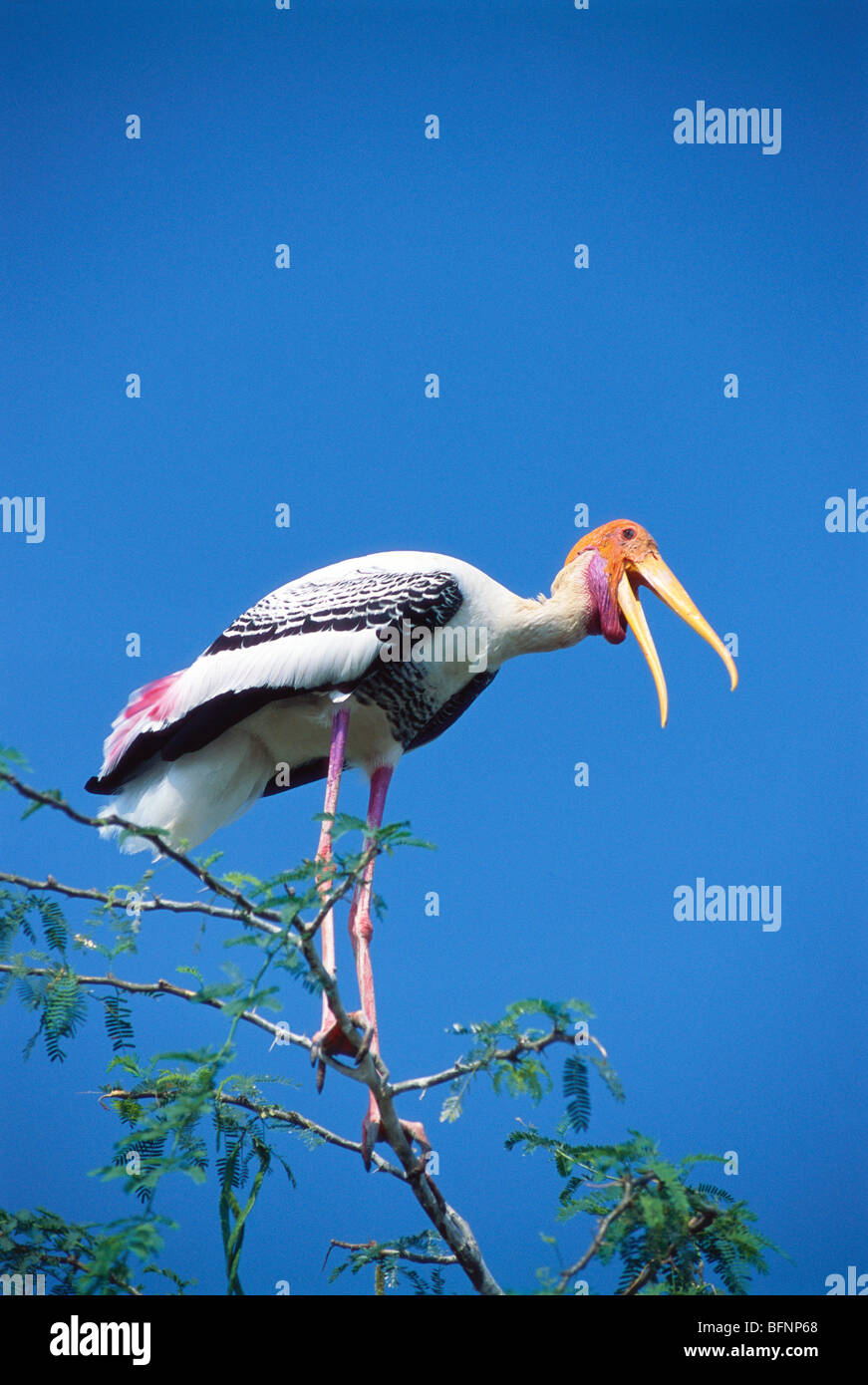 Koonthankulam bird sanctuary hi-res stock photography and images - Alamy