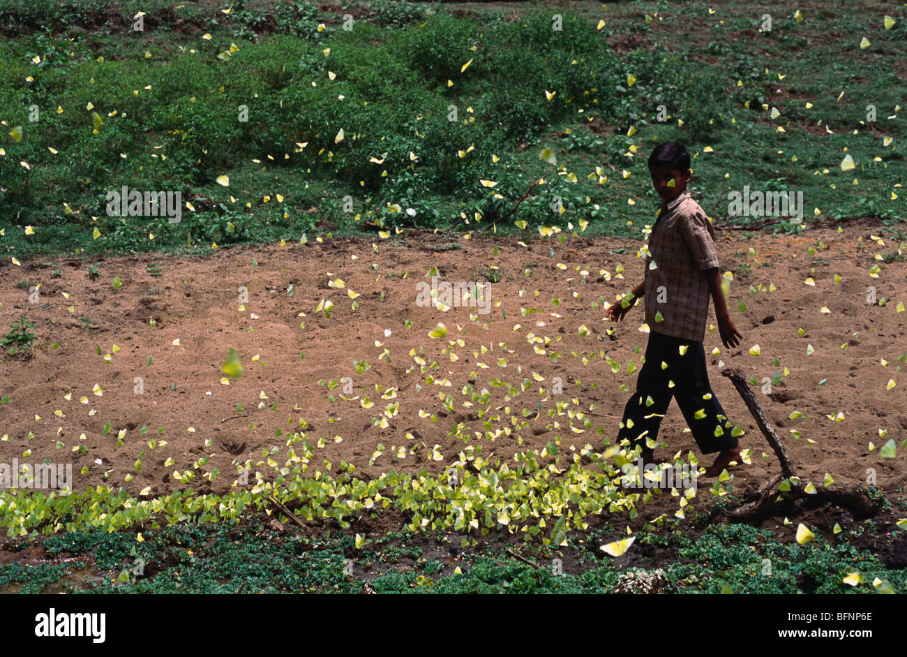 Common emigrant, Catopsilia Crocale Cramer, butterflies, Kabini ...
