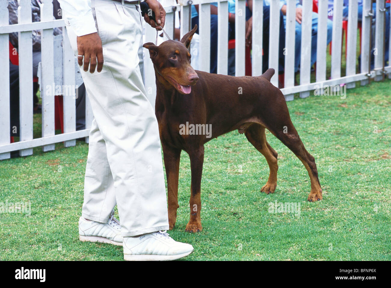 Doberman ; dog show ; conformation show ; breed show Stock Photo - Alamy