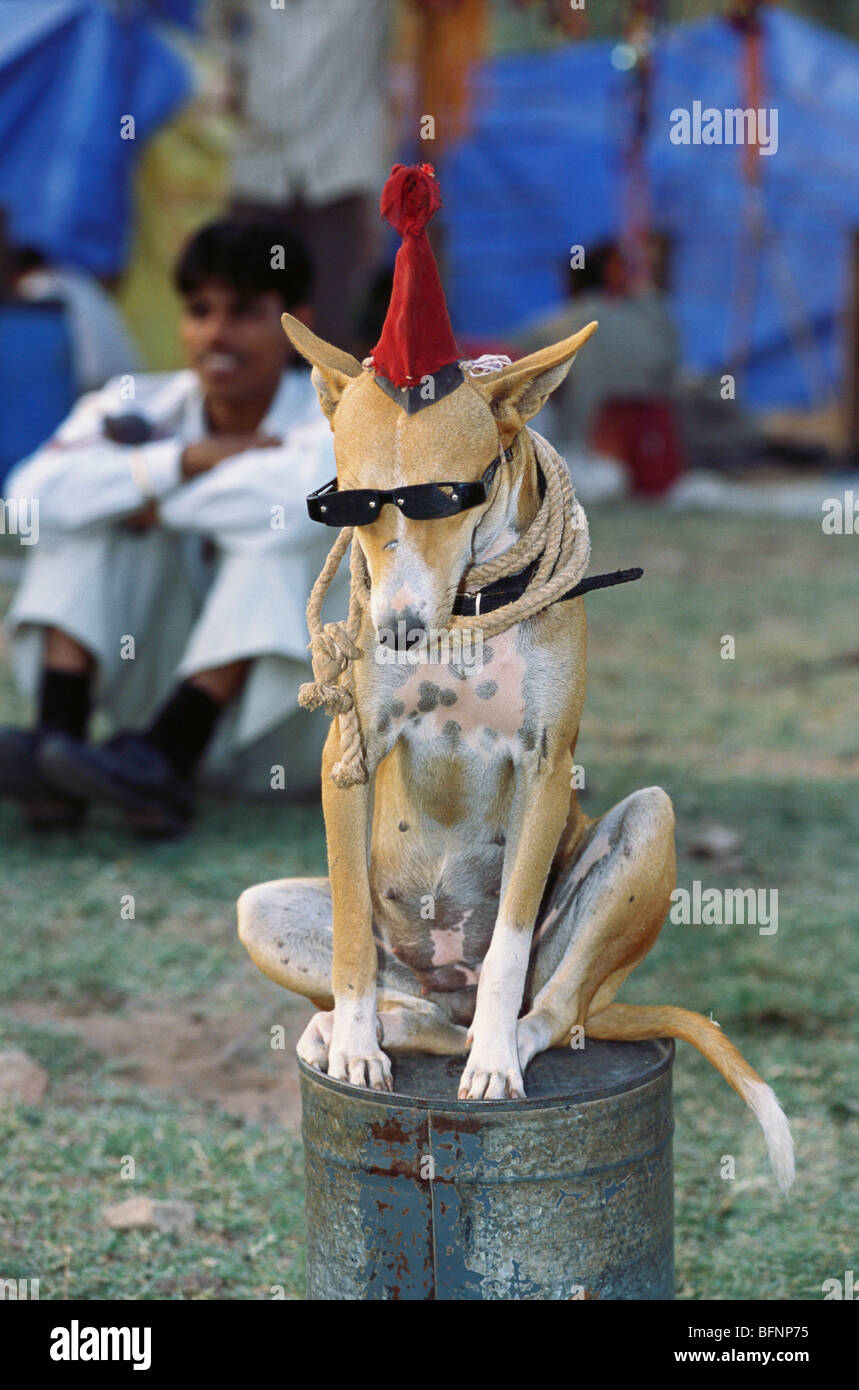 Dog fancy dress hi-res stock photography and images - Alamy