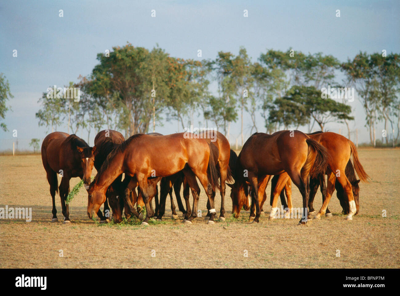 Indian horses hi-res stock photography and images - Alamy