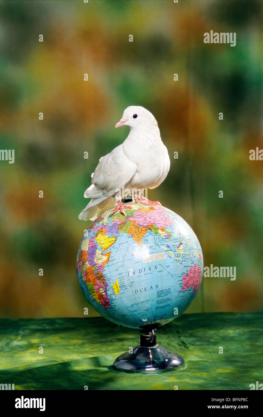 white pigeon sitting on globe showing map of India Stock Photo - Alamy