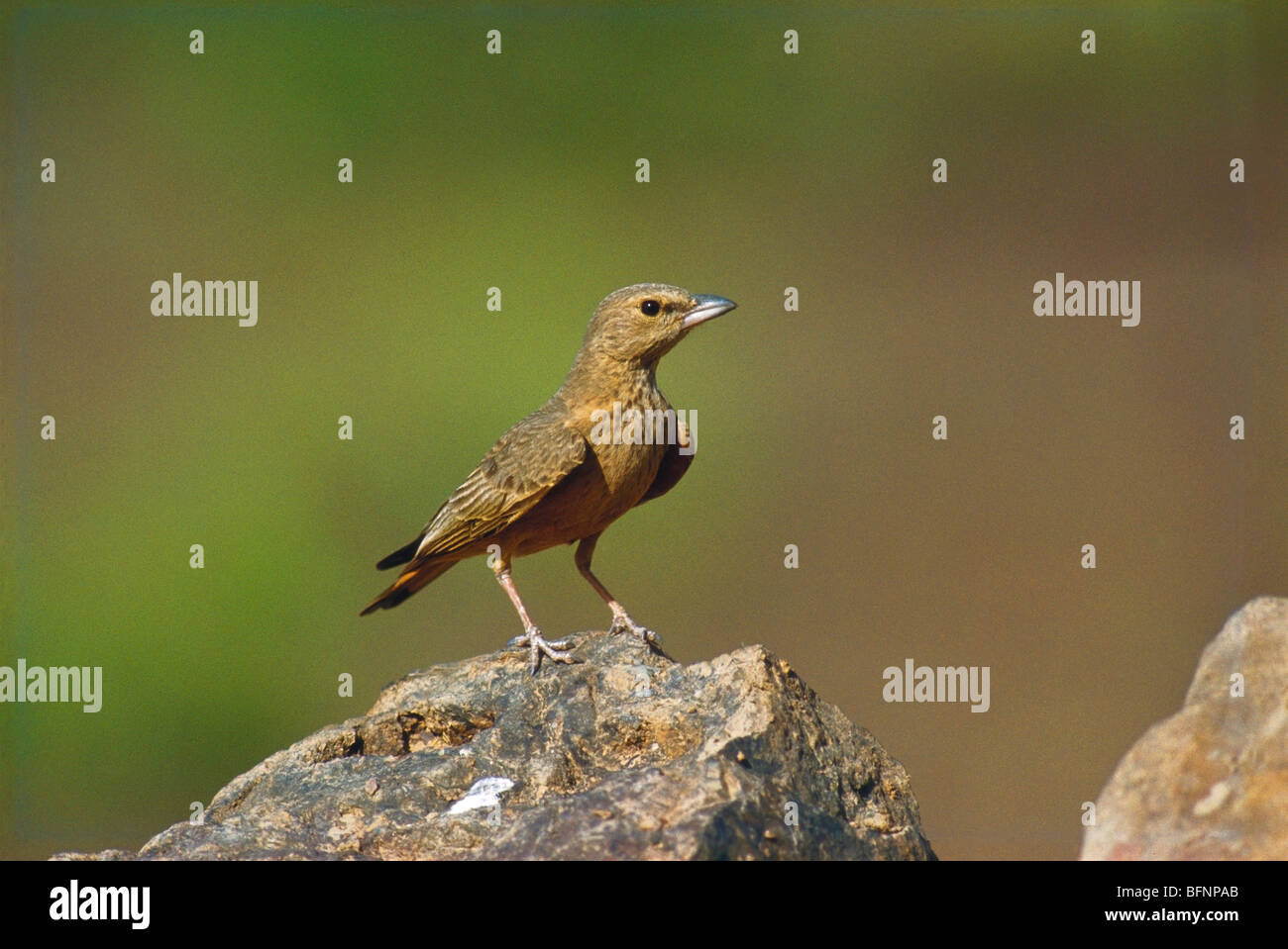 Rufous tailed finch lark ; ammomanes phoenicurus ; rufous tailed lark ...