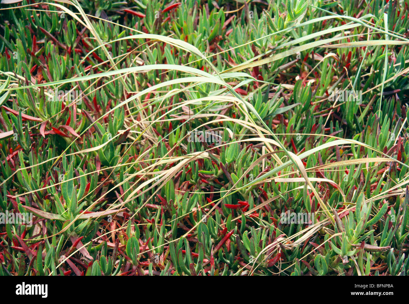 grass swaying in wind Stock Photo - Alamy