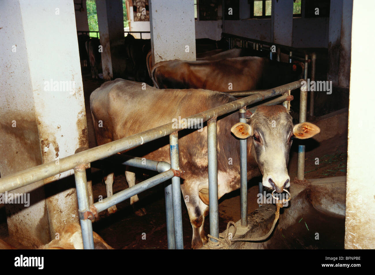 Cow shed india hi-res stock photography and images - Alamy