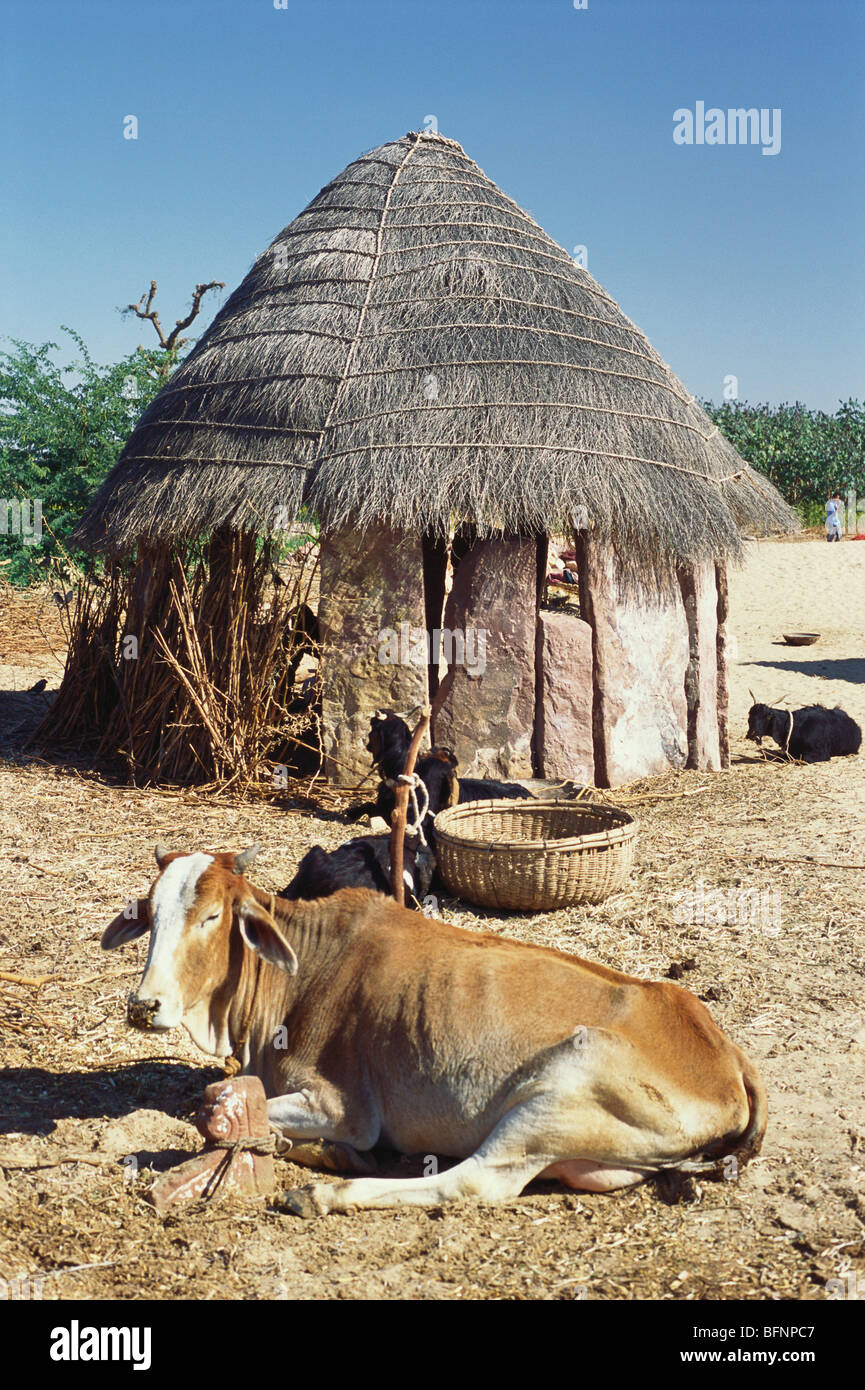 Rajasthani hut in village & cow ; Rajasthan ; India ; asia Stock Photo ...