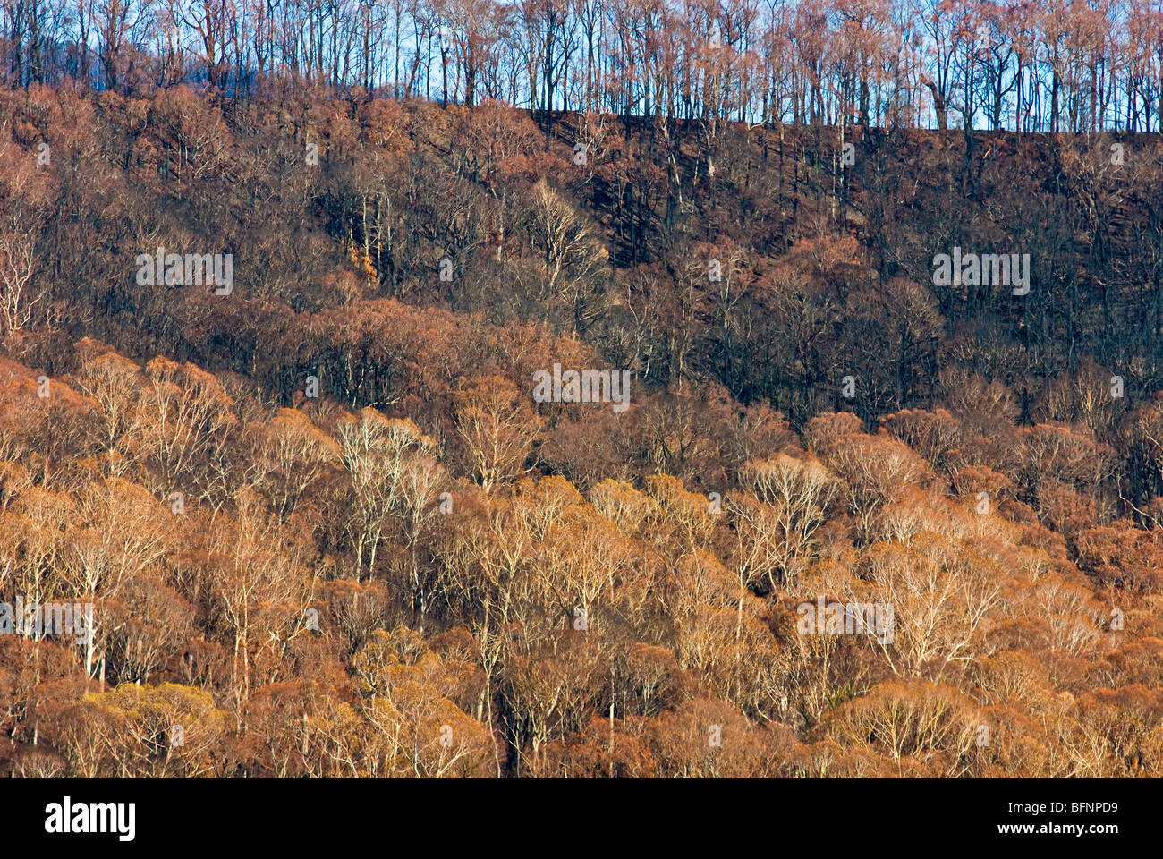 The burnt umber shades of a eucalyptus forest canopy destroyed by fire ...