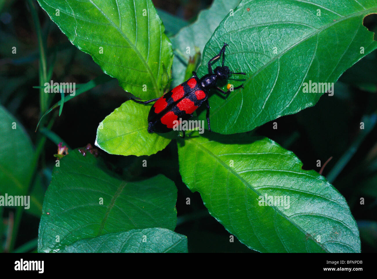 Indian Beetle Stock Photos & Indian Beetle Stock Images - Alamy