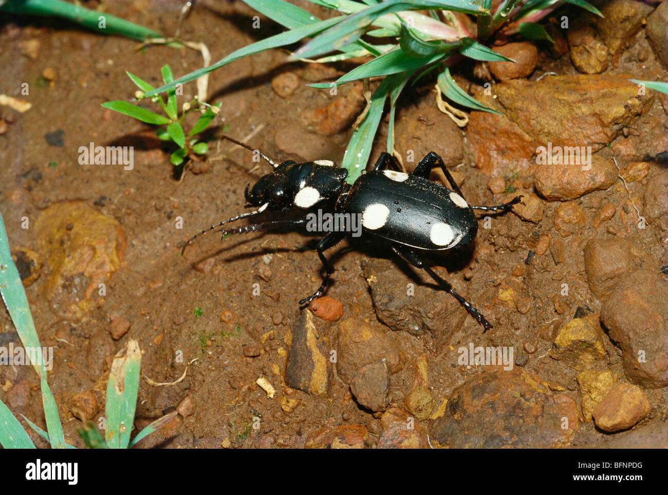 six spotted ground beetle Stock Photo - Alamy