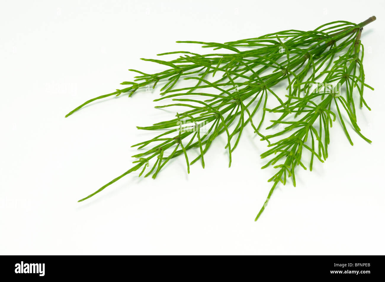 Common Horsetail (Equisetum arvense), stems, studio picture Stock Photo ...