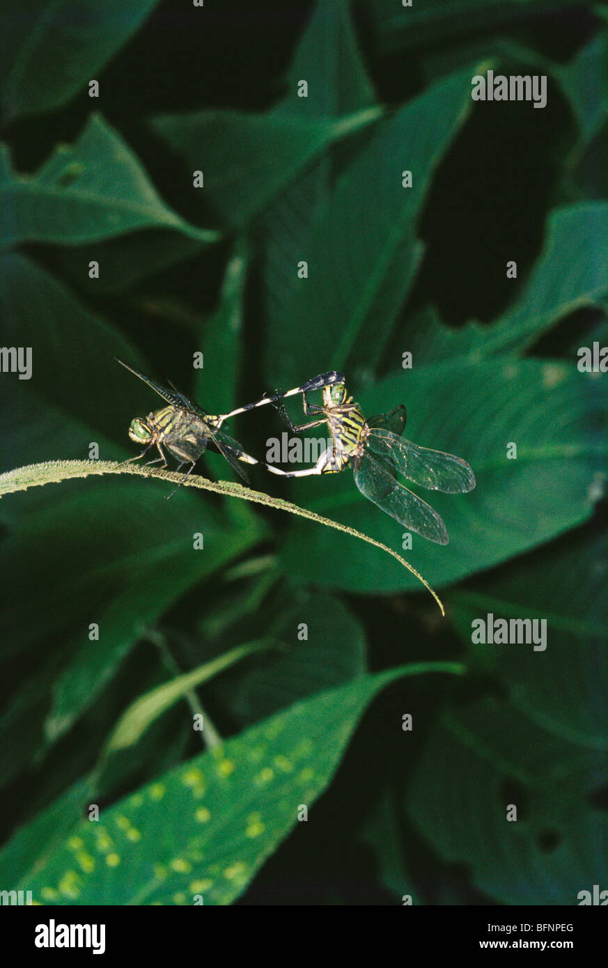 Dragonfly mating not damsel hi-res stock photography and images - Alamy