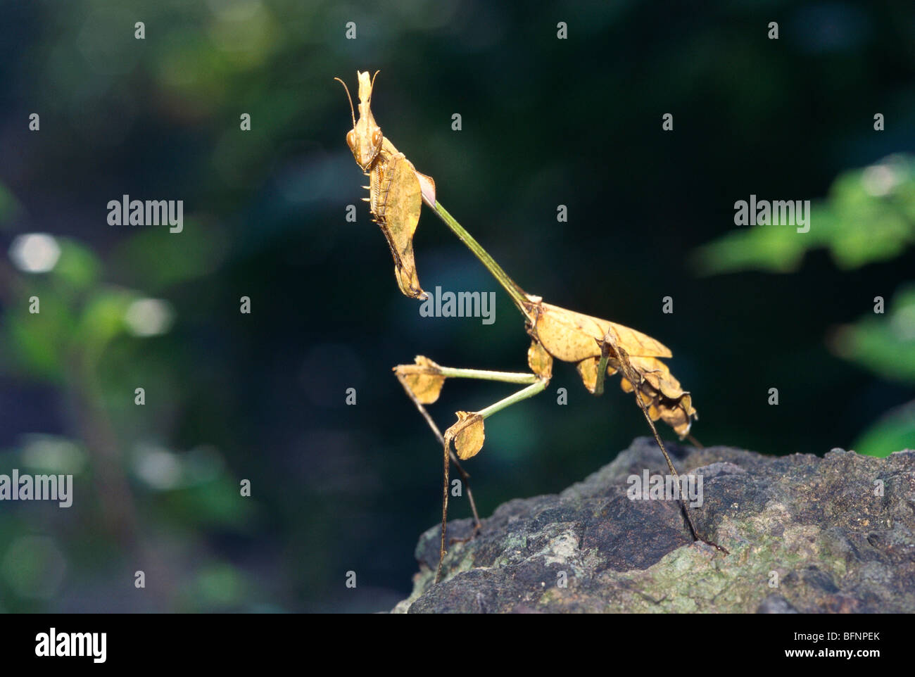 useful leaf mantis ; gongylus SP forest dweller Stock Photo - Alamy